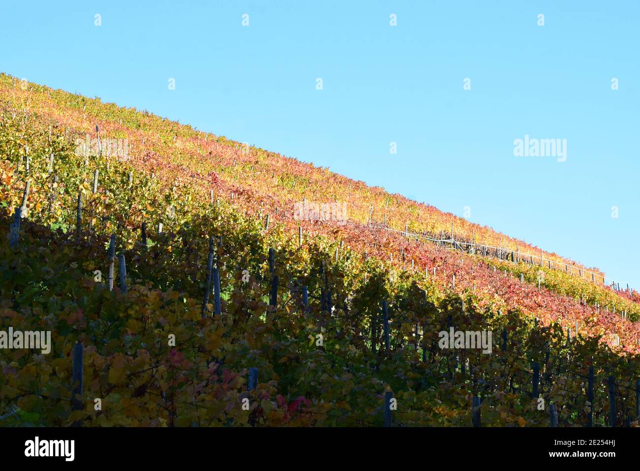 Burning vineyards hi-res stock photography and images - Alamy