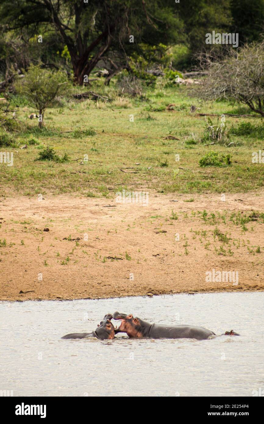 Vertical shot of two common hippopotamuses fighting in the swamp Stock ...