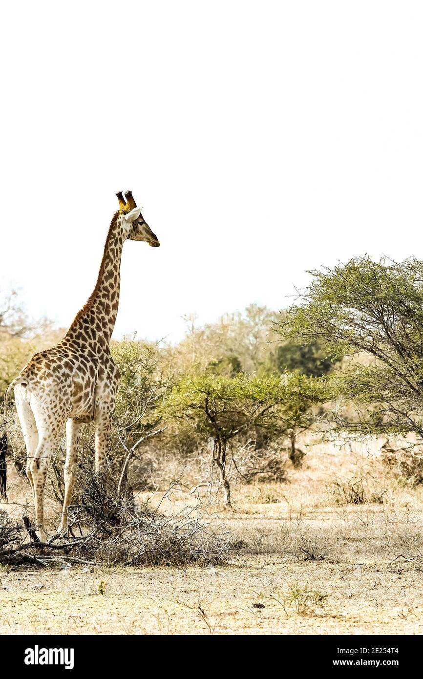 Vertical shot of a cute and tall giraffe on Safari in South Africa ...