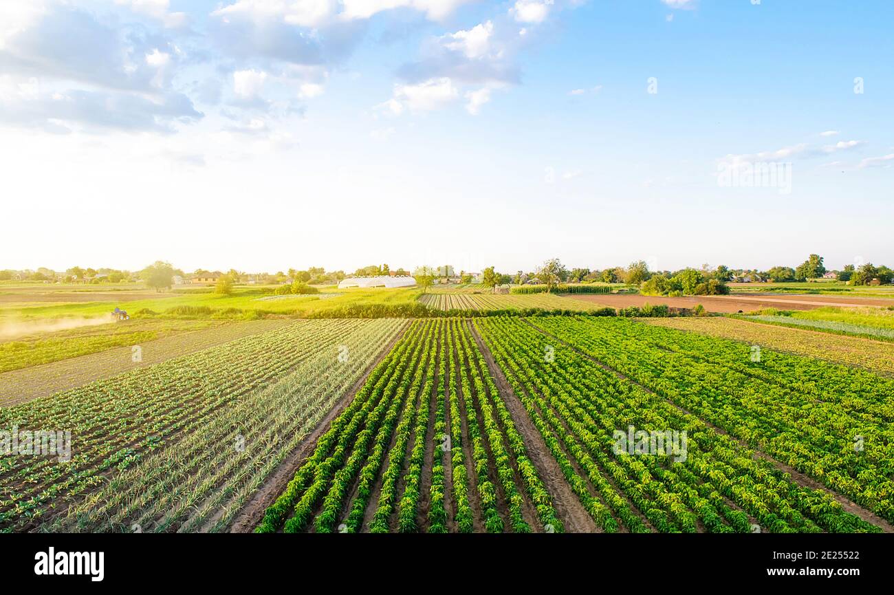 Beautiful landscape of farm fields. Cultivation of crops, production of ...