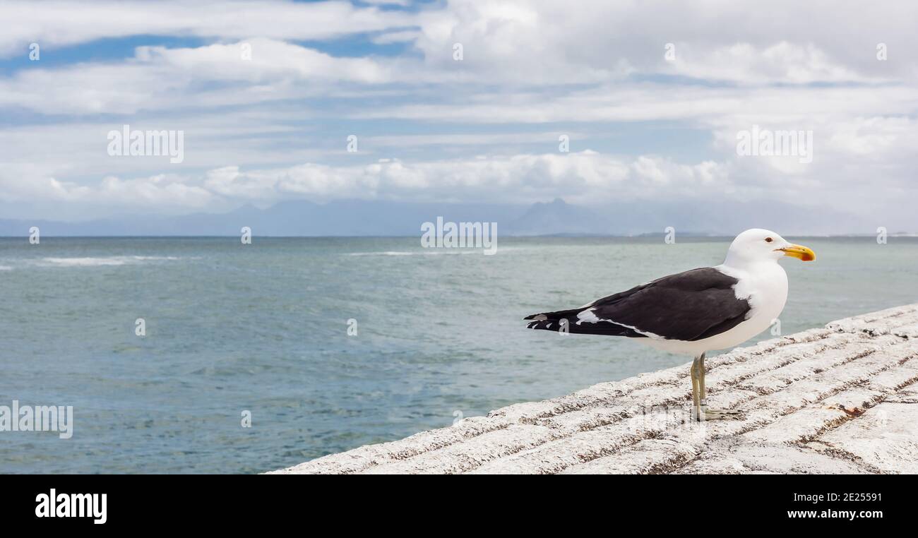 Single gull perched on a harbor stone wall with a seascape view behind ...