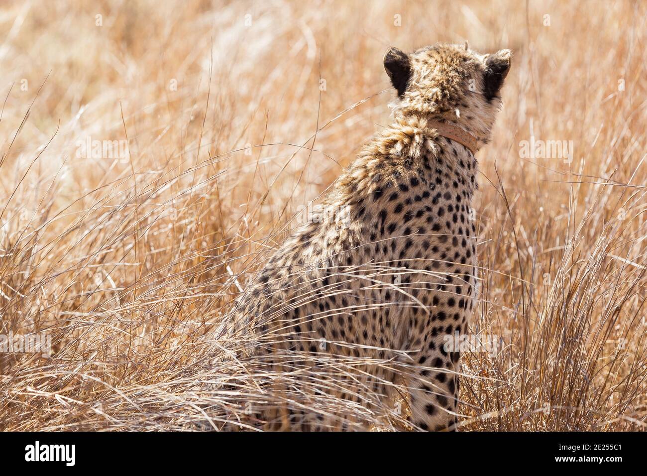Back view of a beautiful African Cheetah on safari in a South African ...