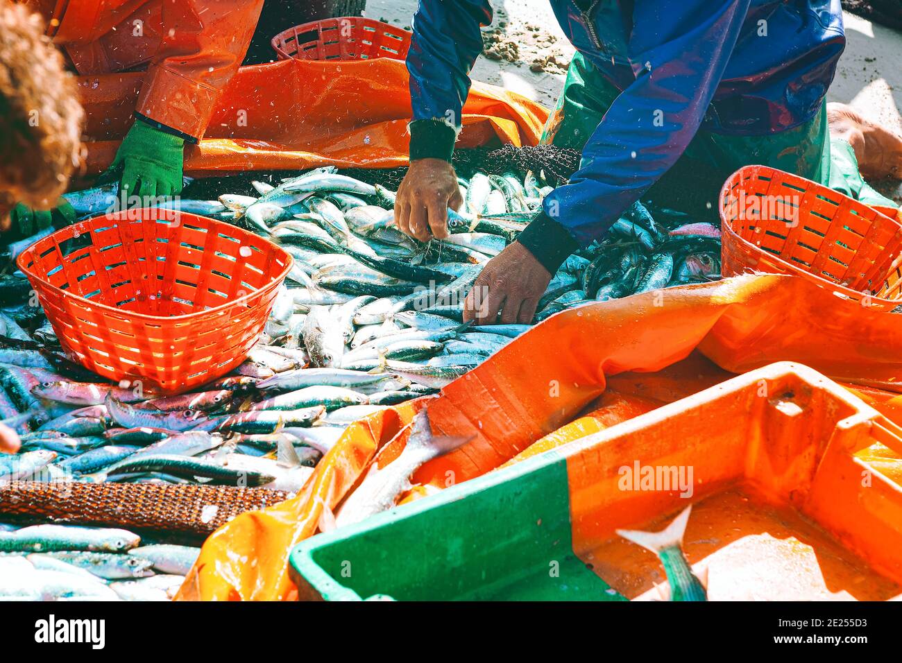 Fishermen sort the fish catch. Fishing industry . Catch of ocean ...