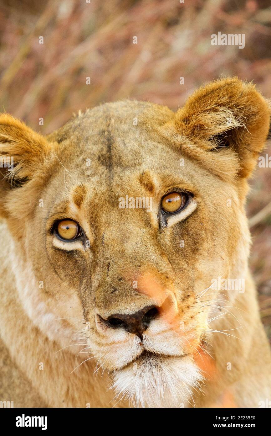 Closeup vertical portrait of a single lioness in a South African Game ...