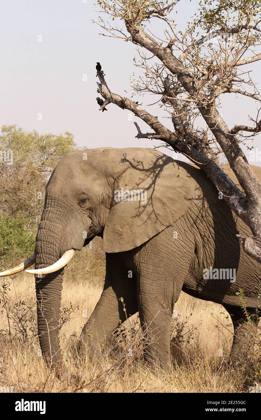 Vertical shot of an African elephant standing under a tree in a South ...