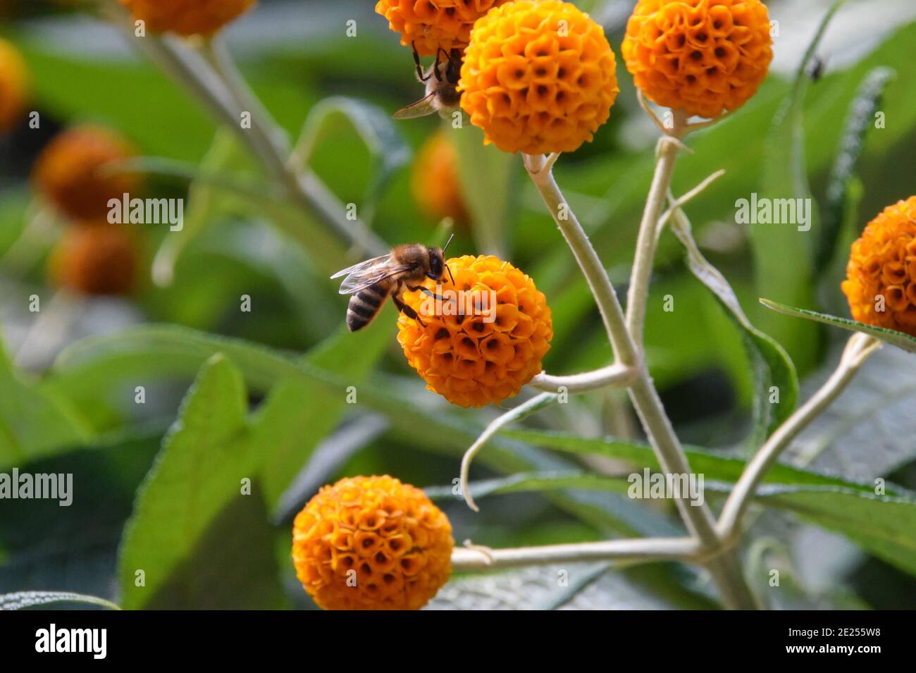 Bees pollinate orange ball tree flowers (Buddleja globosa). Credit: Vuk ...