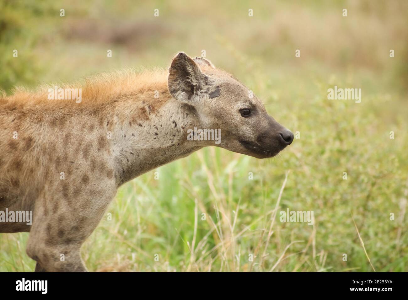 Profile portrait of an African Spotted Hyena in South African Safari ...