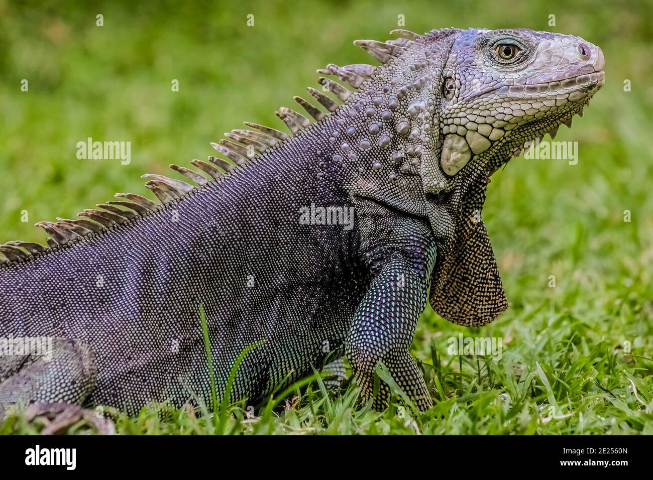 Closeup of an iguana in a field covered in the grass with a blurry ...