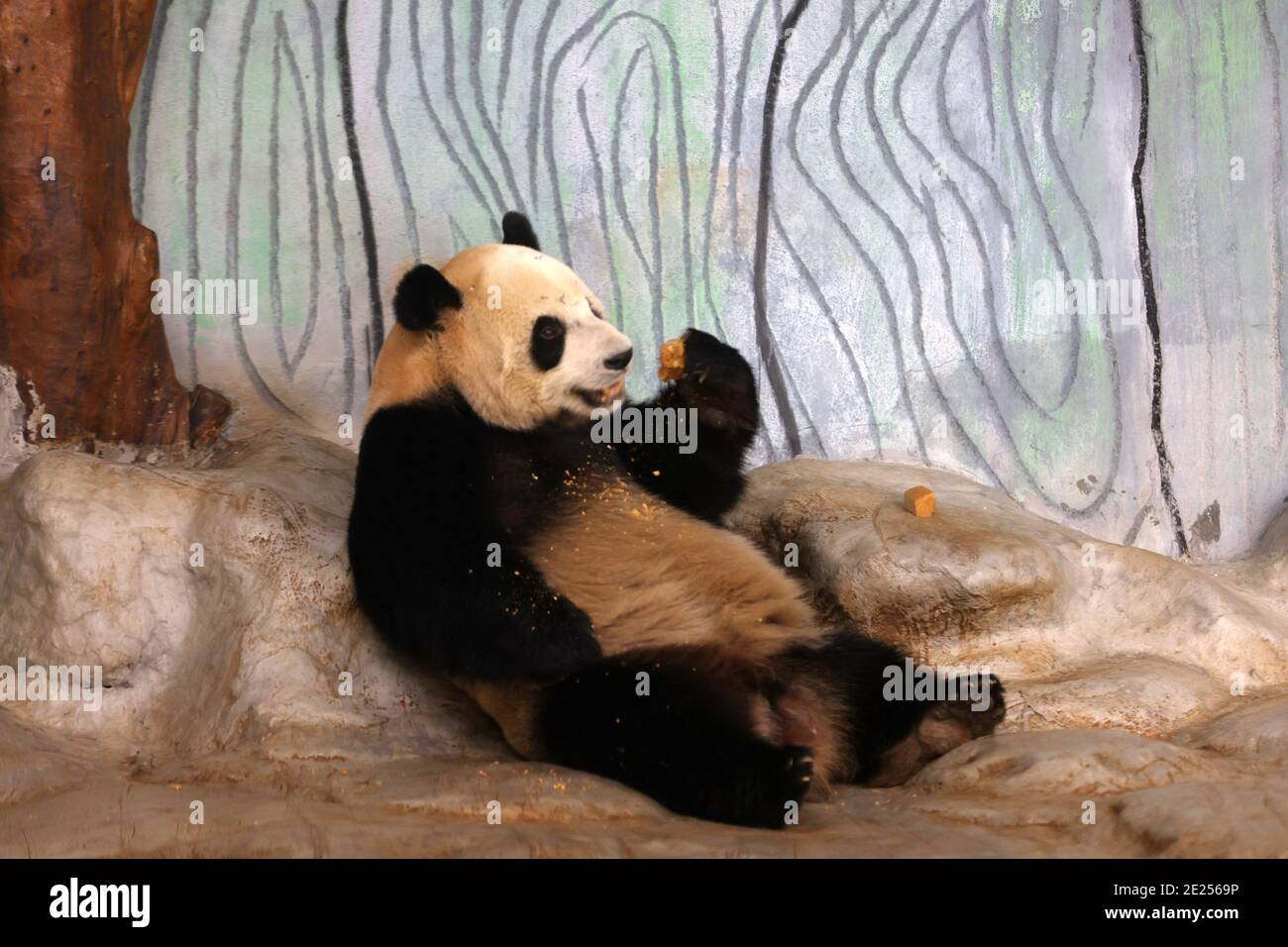 Haikou, China's Hainan Province. 12th Jan, 2021. Giant panda Shun Shun ...