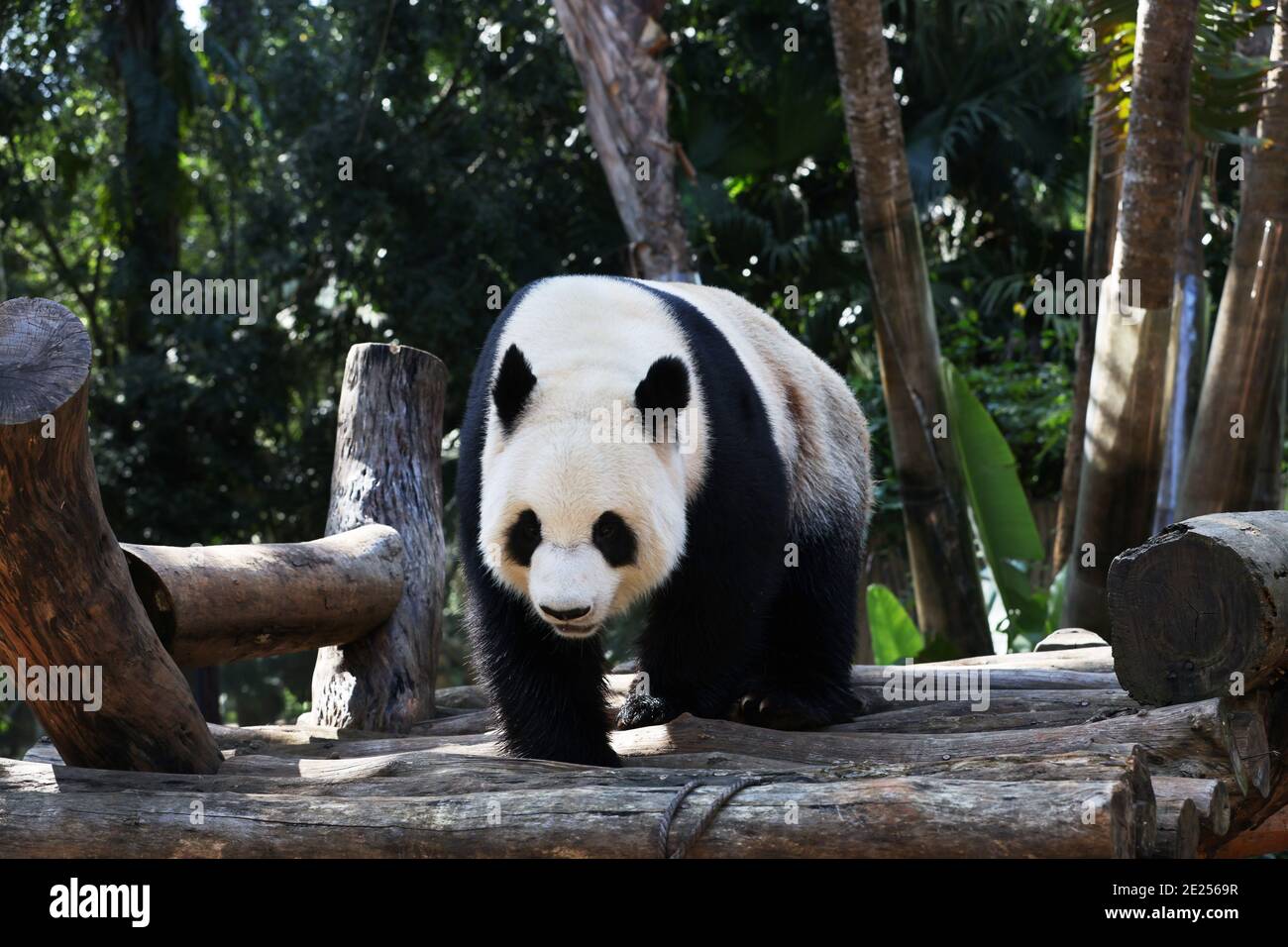 Haikou, China's Hainan Province. 12th Jan, 2021. Giant panda Gong Gong ...