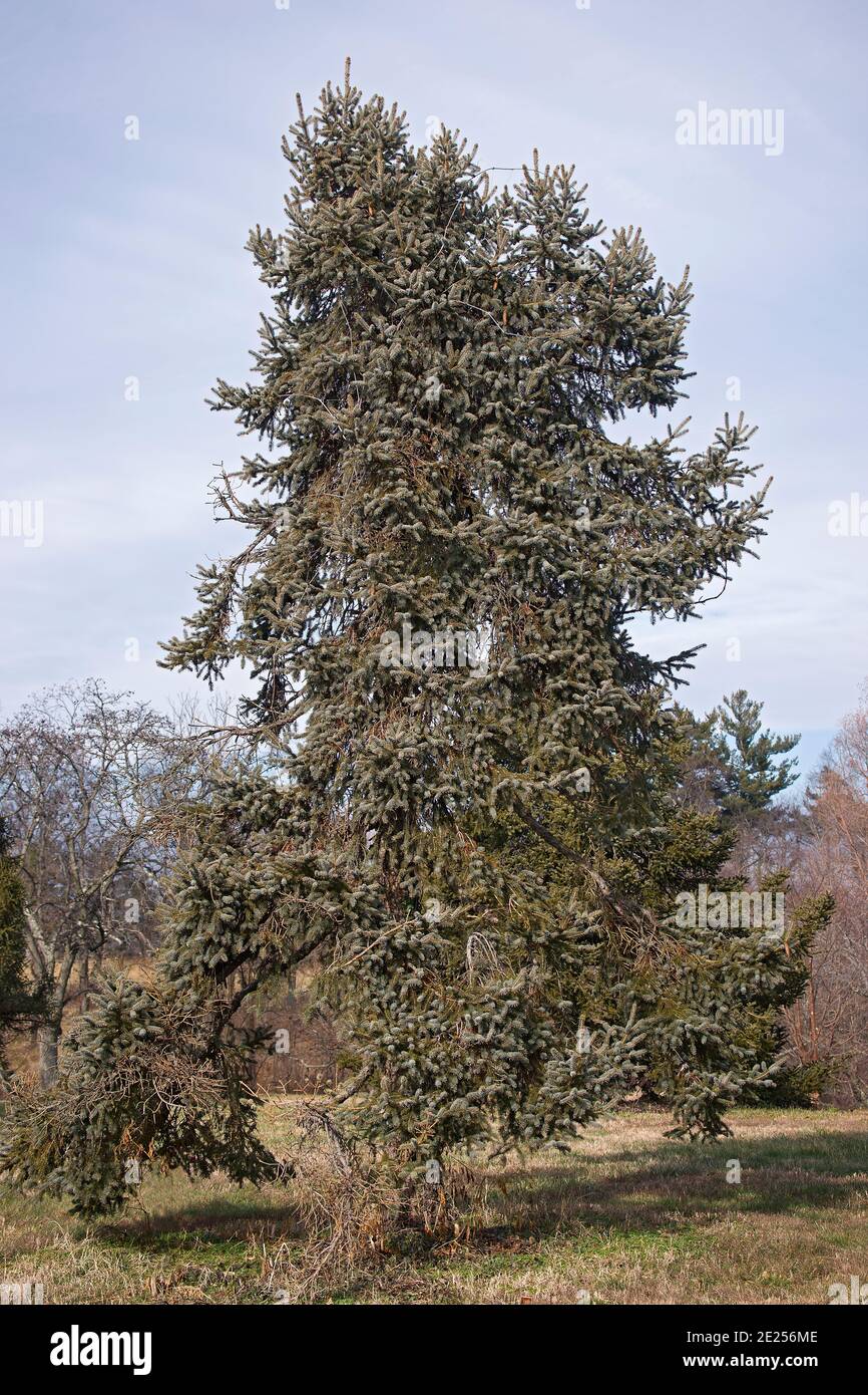 Meyer's spruce (Picea meyeri Stock Photo - Alamy