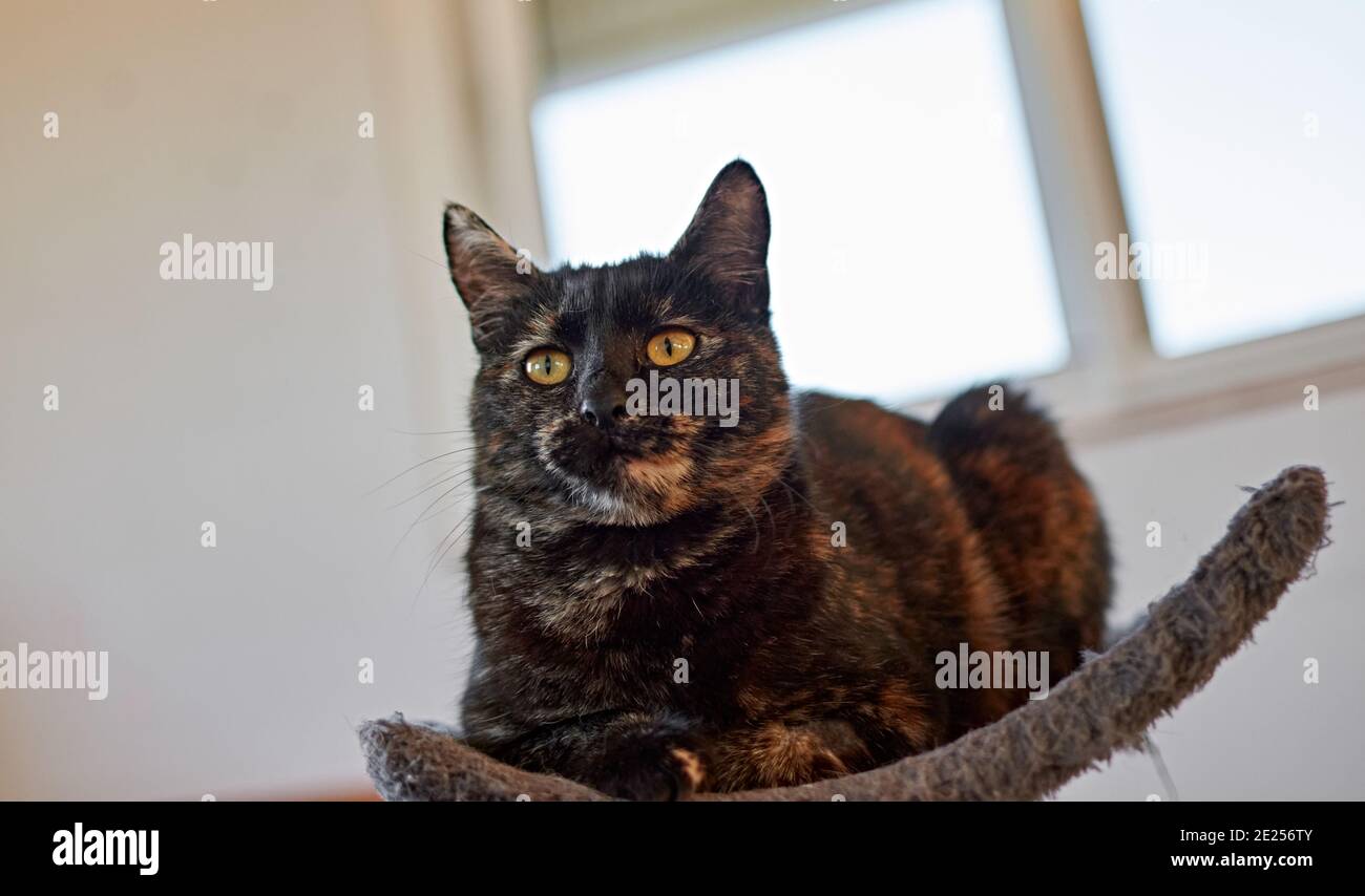 Selective focus shot of a cute British tortoiseshell cat on a cat tower ...