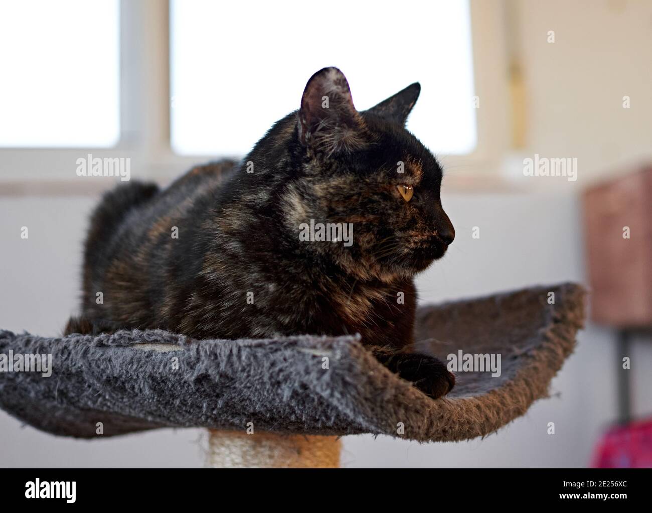 Selective focus shot of a cute British tortoiseshell cat on a cat tower ...