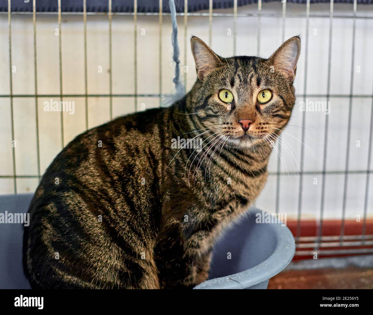 Cat of european breed hi-res stock photography and images - Alamy