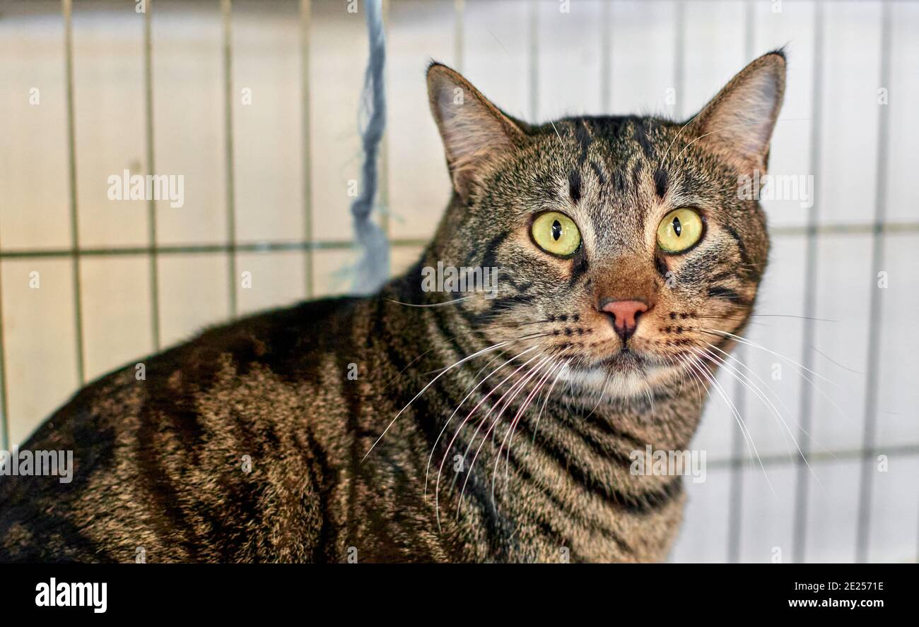 Cat of european breed hi-res stock photography and images - Alamy