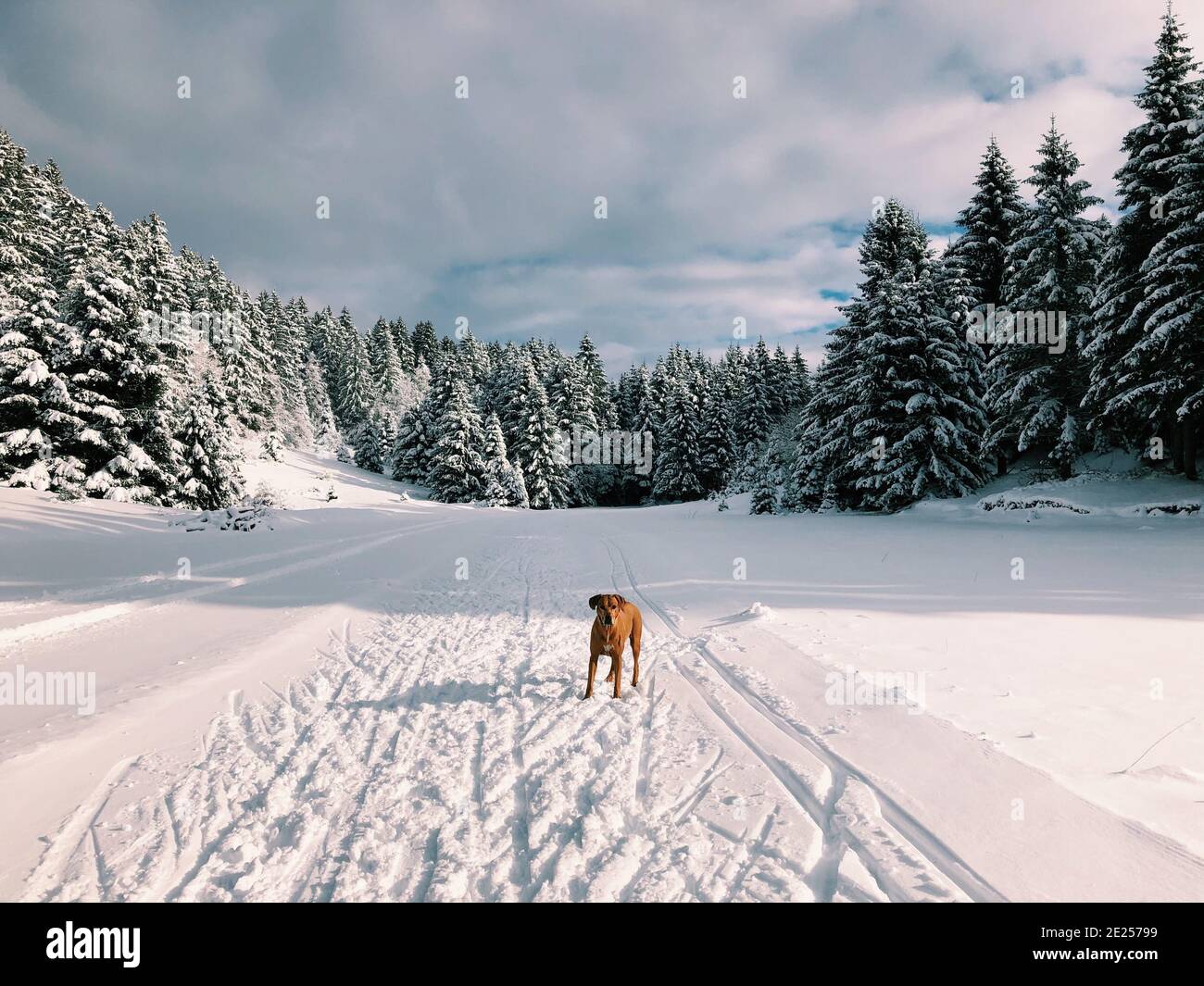 Cute dog on a slope for skiers Stock Photo - Alamy