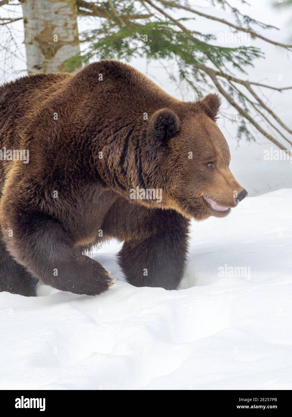 Eurasian brown bear (Ursus arctos arctos) in deep snow, During winter ...