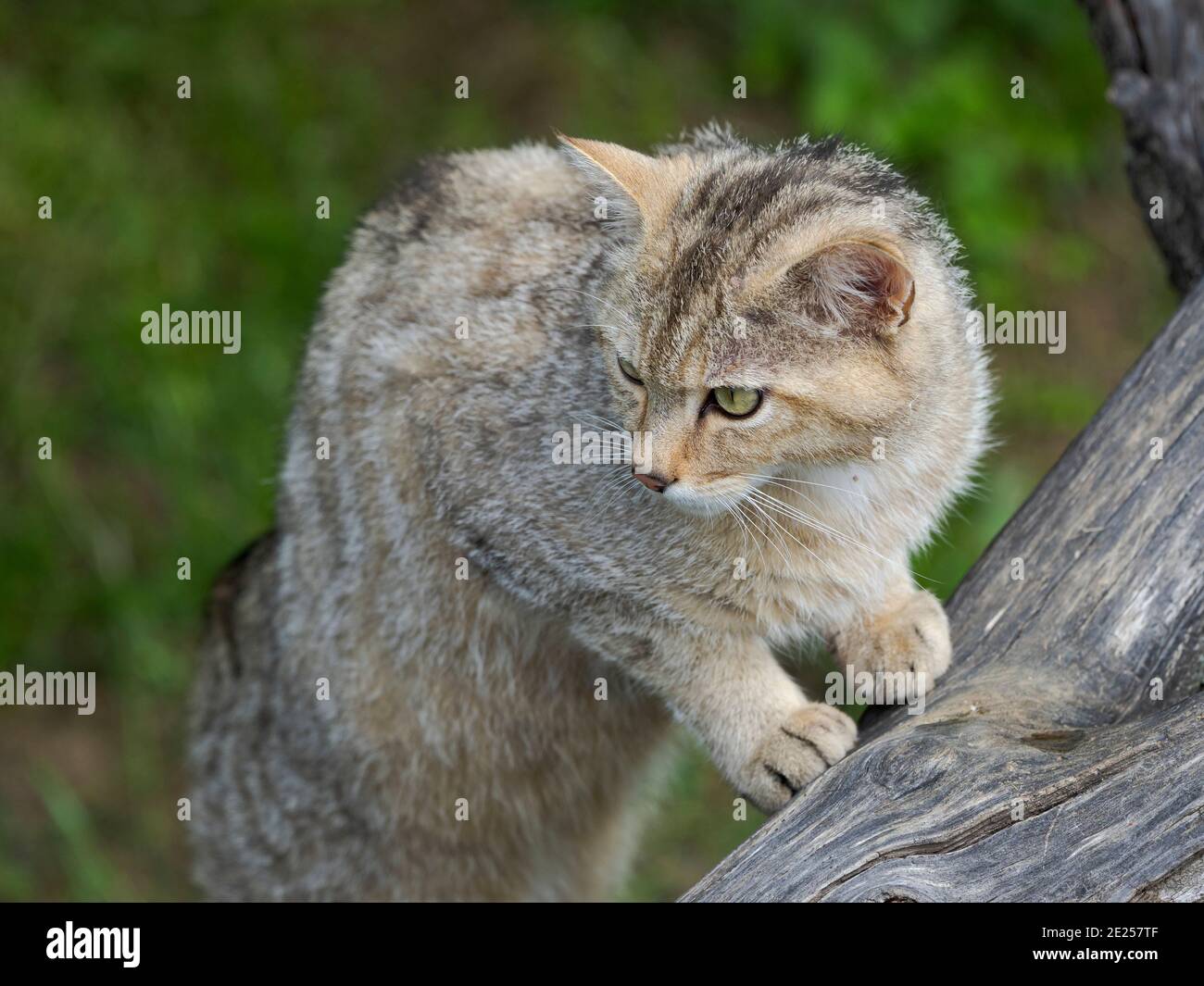 European wildcat (Felis silvestris silvestris) in Wildkatzendorf ...