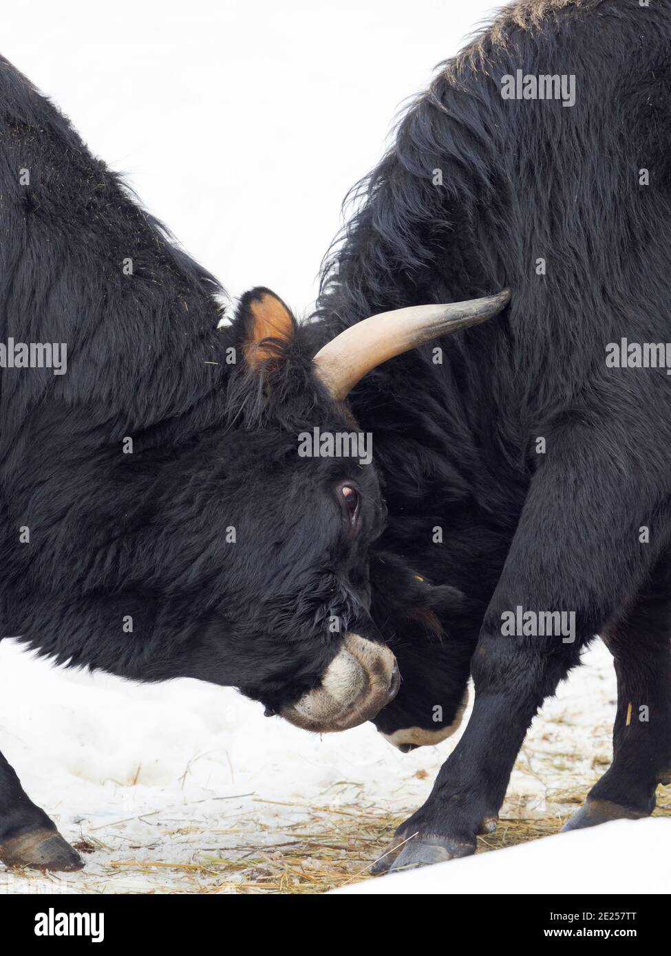 Heck Cattle (Bos primigenius taurus), an attempt to breed back the ...