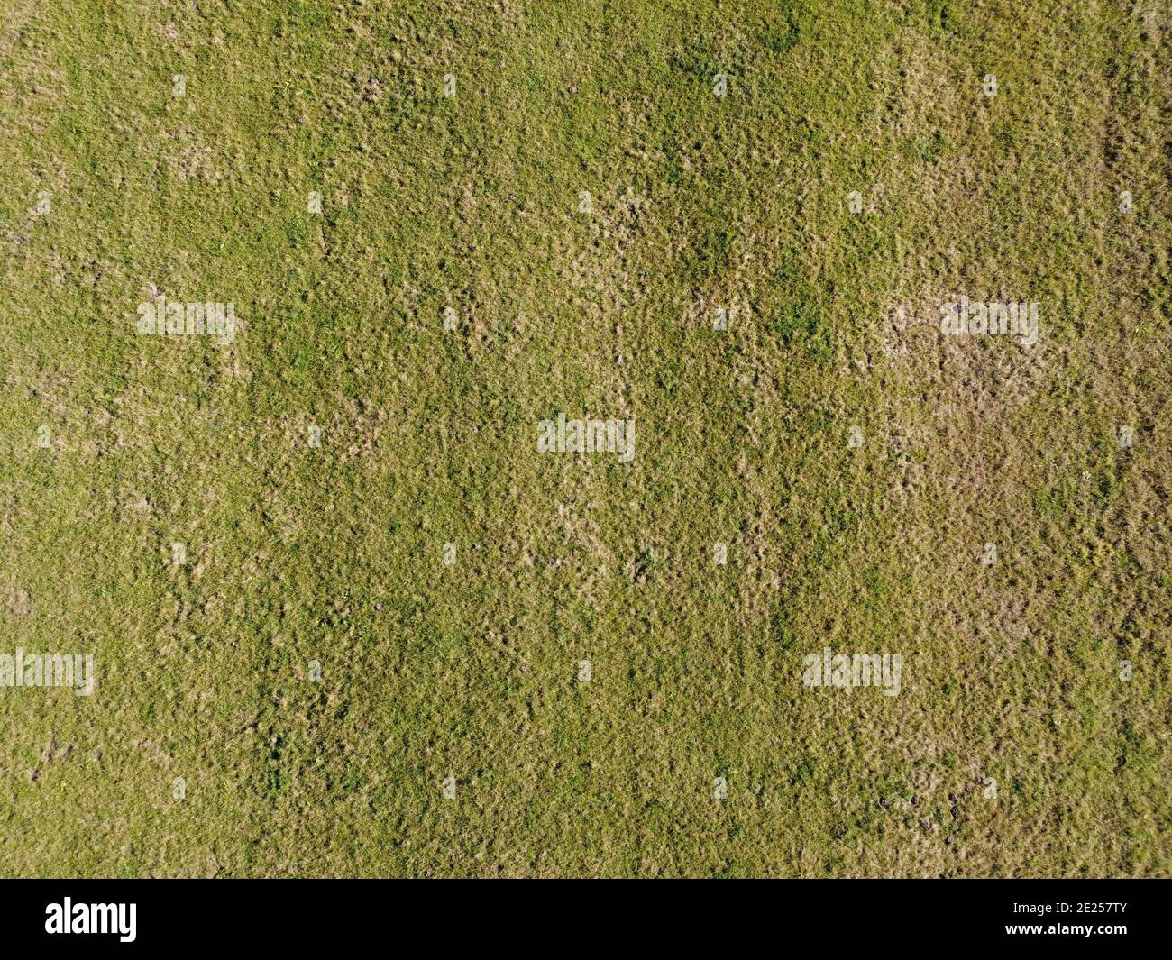 Top view shot of lawn Stock Photo - Alamy