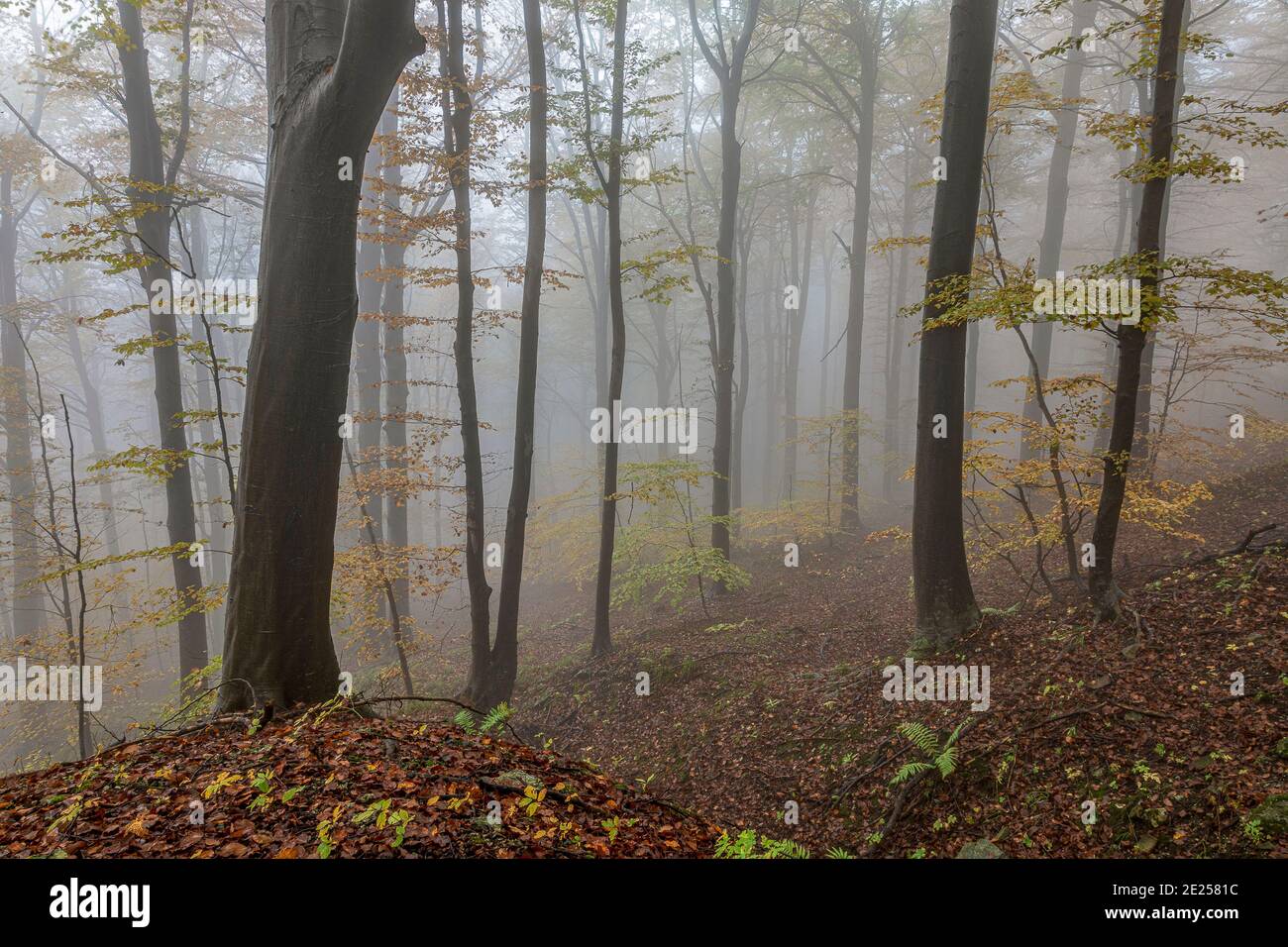 Italy Liguria beech forest to Colle del Melogno Stock Photo - Alamy
