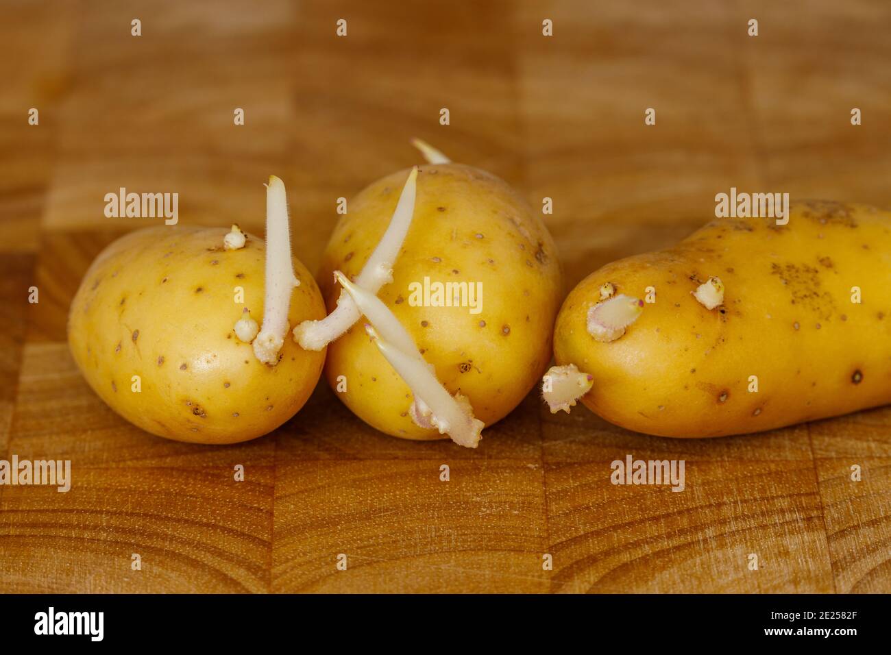 Potato germ hi-res stock photography and images - Alamy