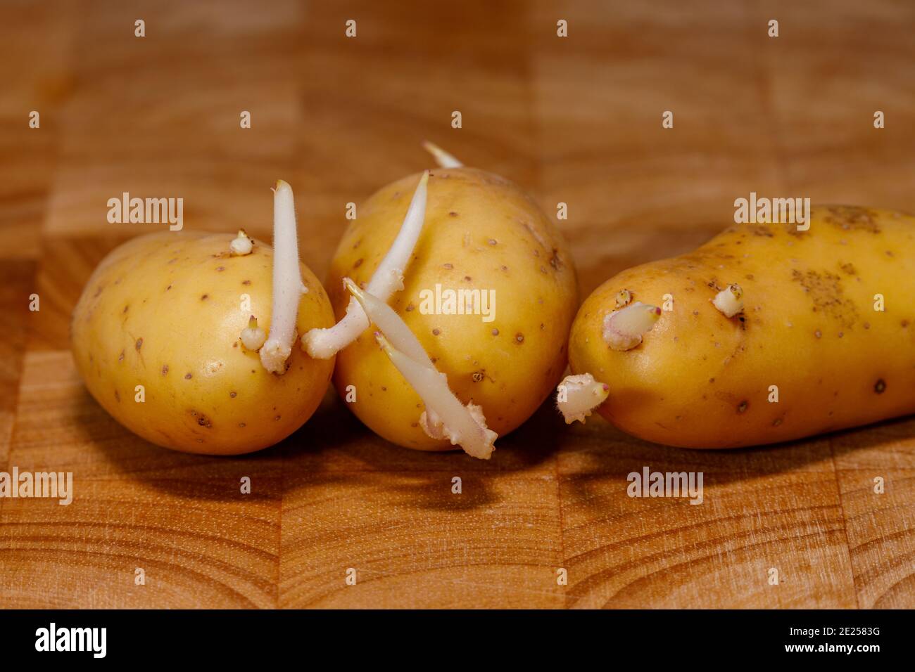 Potato germ hi-res stock photography and images - Alamy