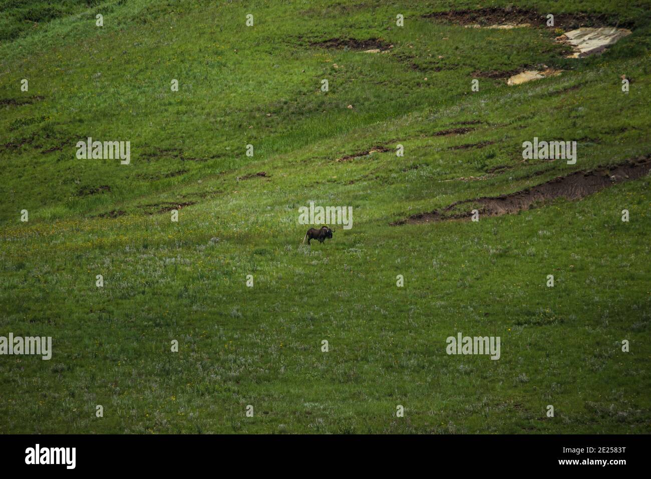 Shot far away field hi-res stock photography and images - Alamy