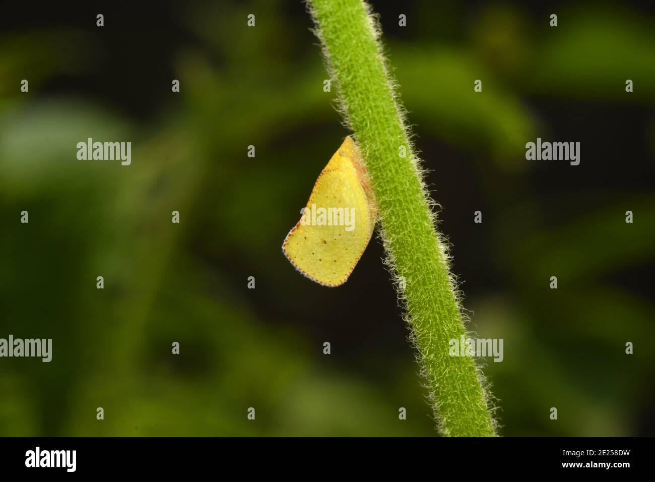 A yellow planthopper rest on hairy plant stem Stock Photo - Alamy