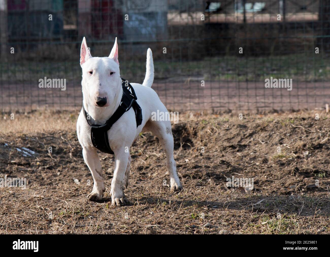 Buff Bull Terrier