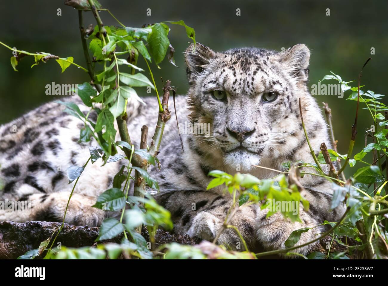 Crouching beast hi-res stock photography and images - Alamy