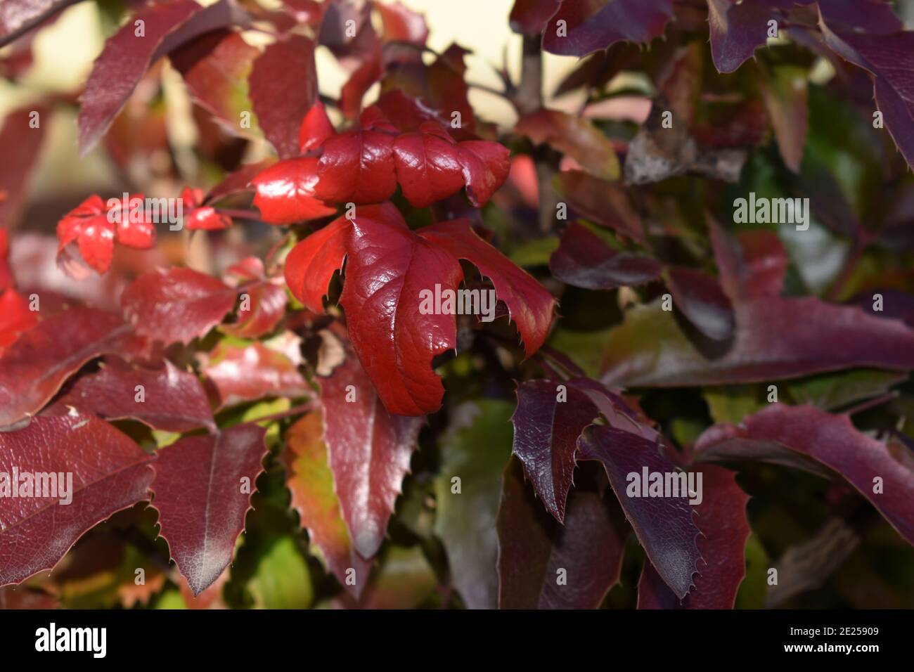 Red leaves of Mahonia aquifolium or Oregon grape plant Stock Photo - Alamy