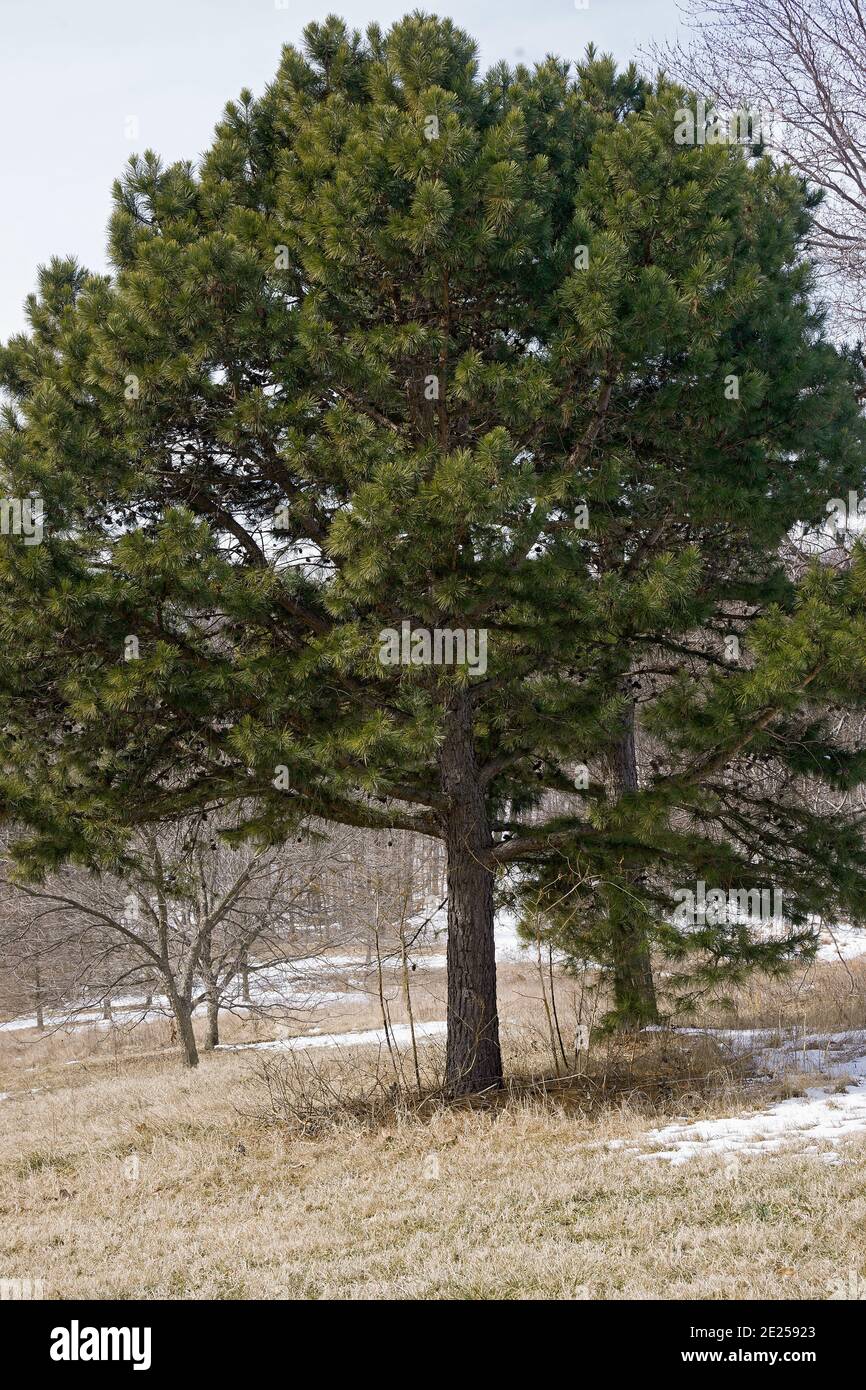 Shortleaf pine (Pinus echinata). Called Shortleaf yellow pine, Southern ...