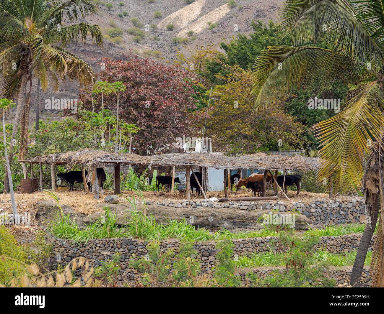 Agriculture near Lagedos. Island Santo Antao, Cape Verde in the ...