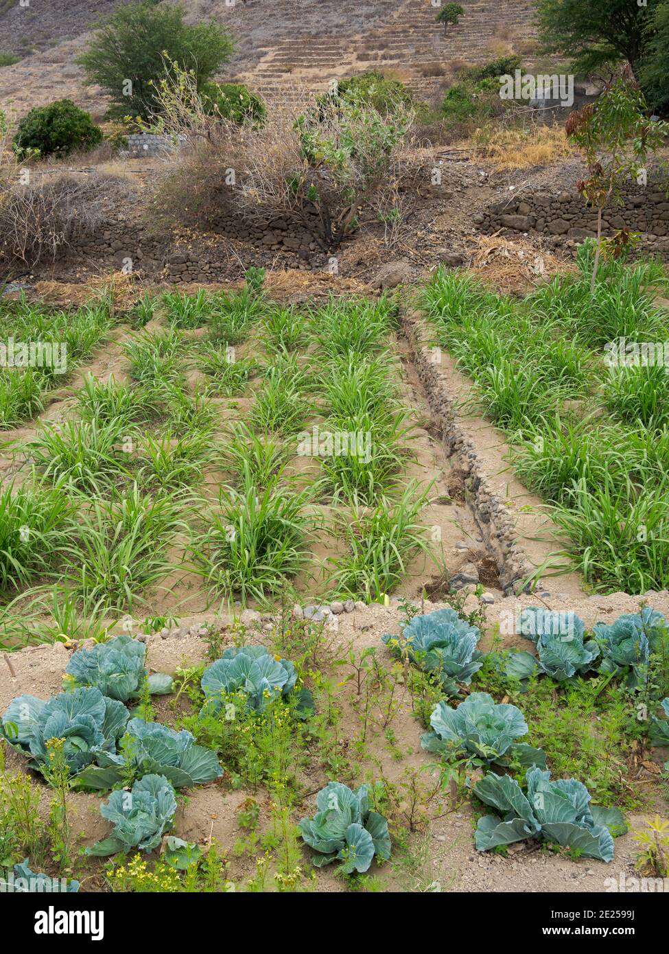 Agriculture near Lagedos. Island Santo Antao, Cape Verde in the ...