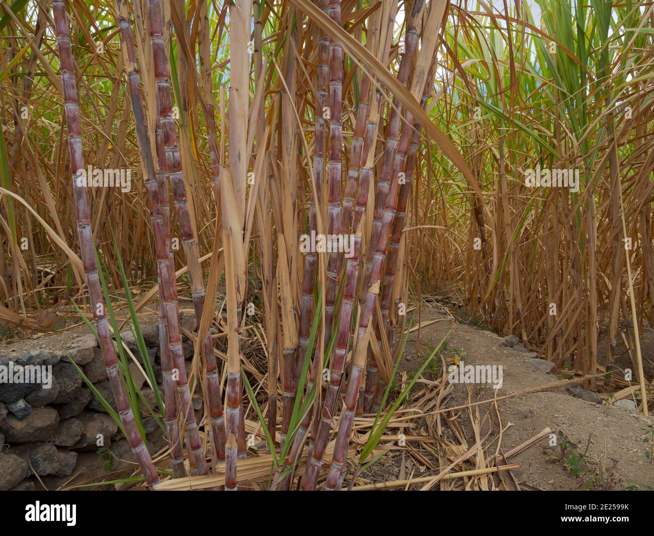 Agriculture, sugar cane plants near Lagedos. Island Santo Antao, Cape ...