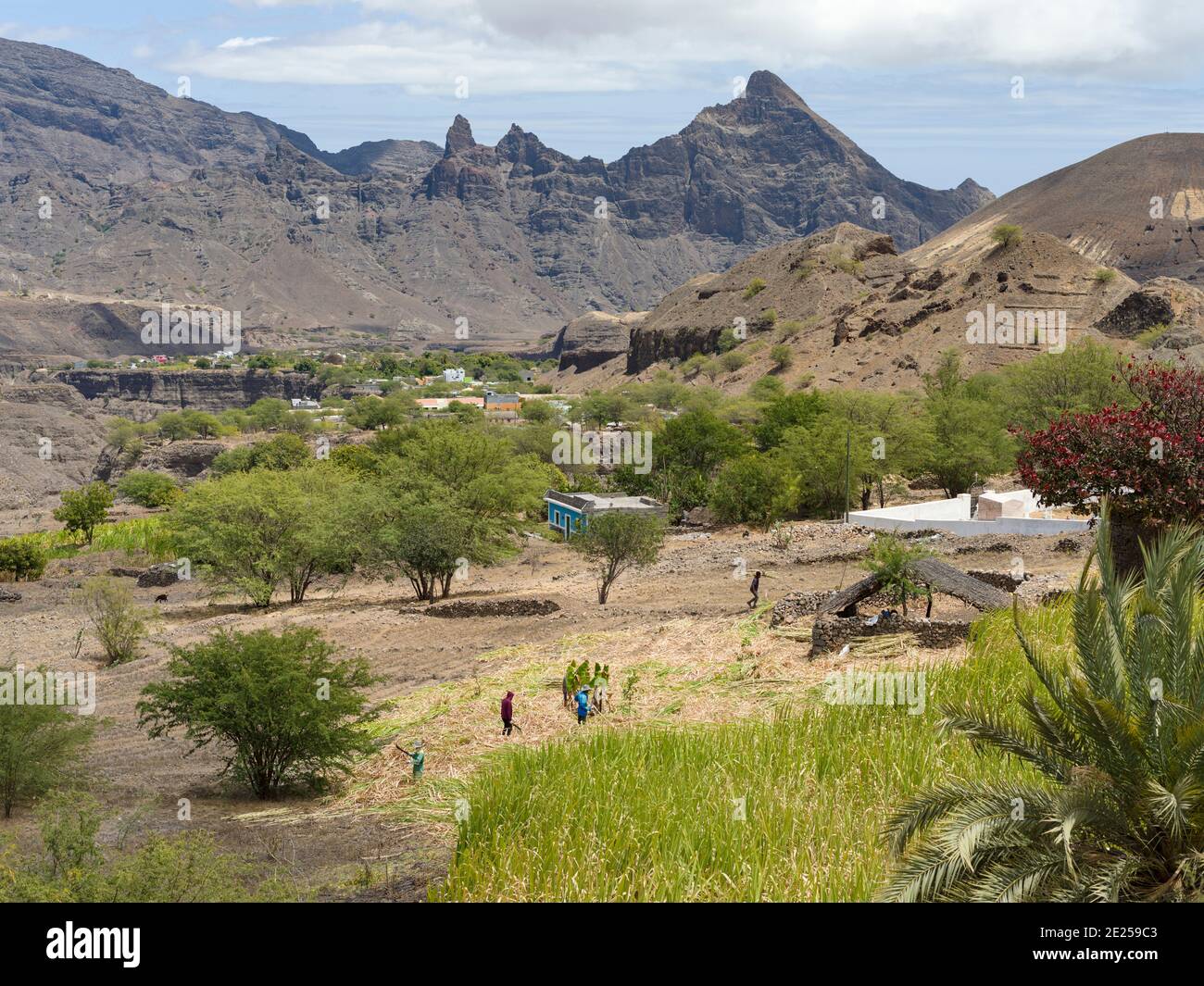 Agriculture in Ribeira das Patas, harvest of sugar cane. Island Santo ...