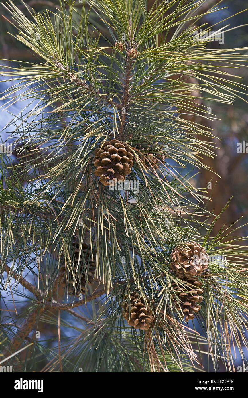 Shortleaf pine (Pinus echinata). Called Shortleaf yellow pine, Southern ...