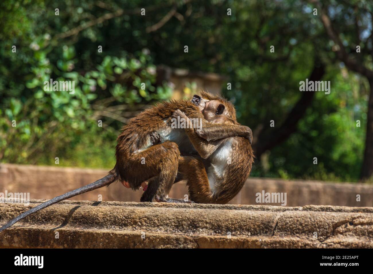 Toque macaque monkey, Macaca sinica, Sri Lanka Stock Photo - Alamy