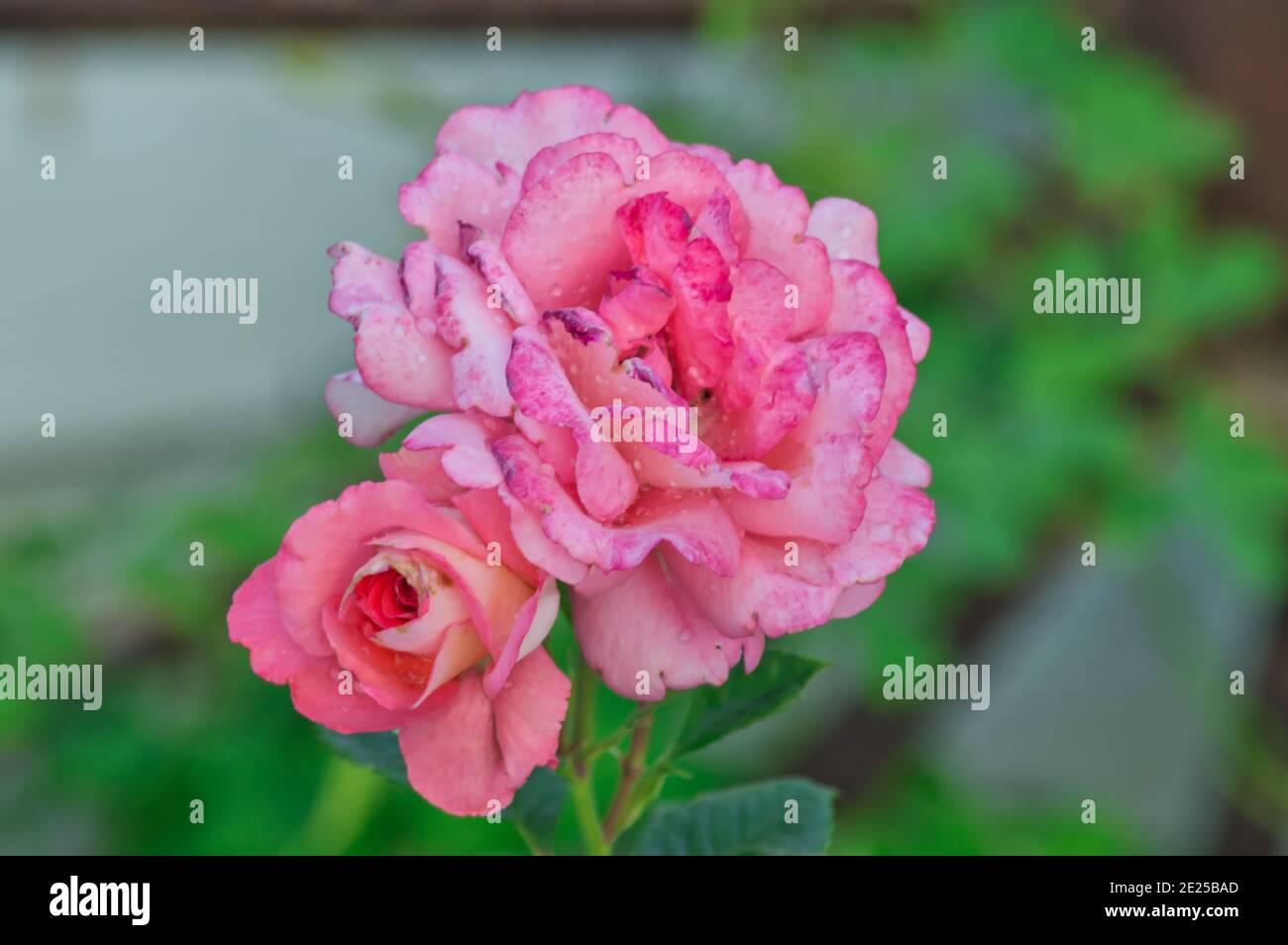 Closeup shot of blooming pink roses with dewdrops in the garden Stock ...