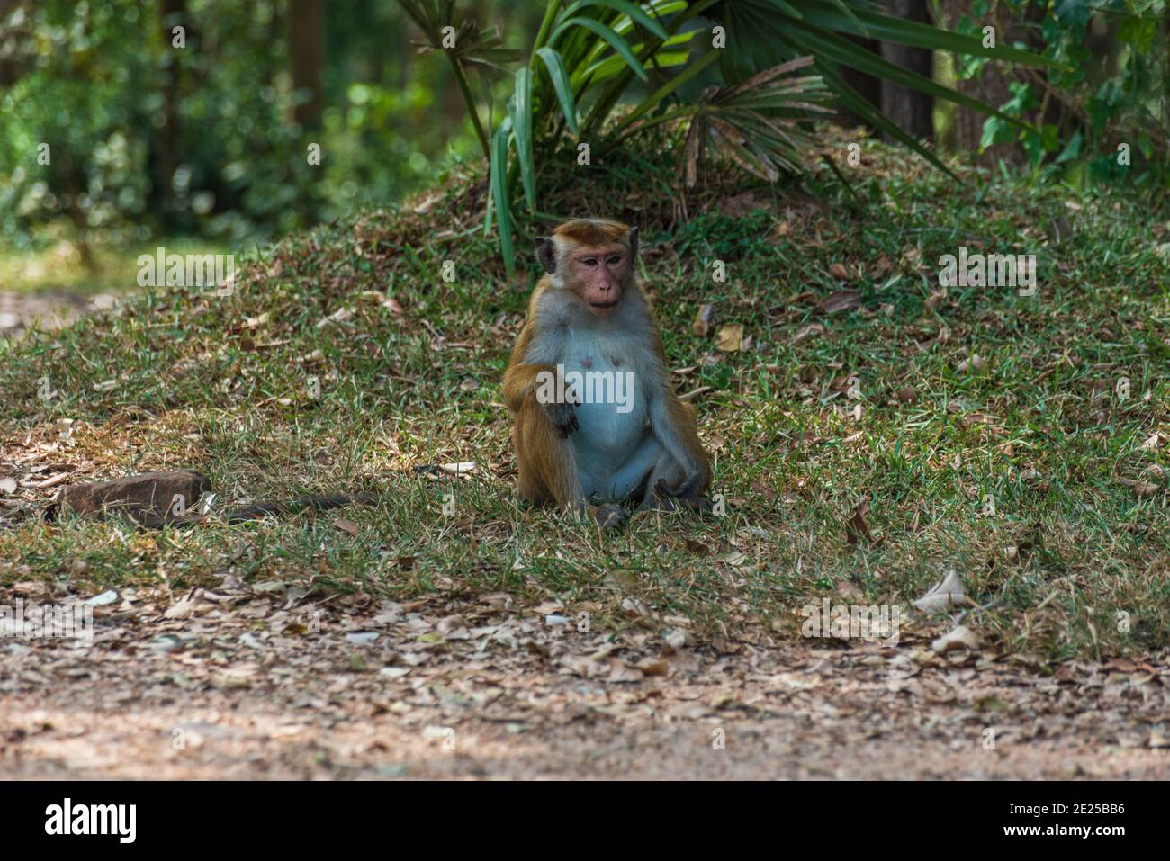 Toque macaque monkey, Macaca sinica, Sri Lanka Stock Photo - Alamy