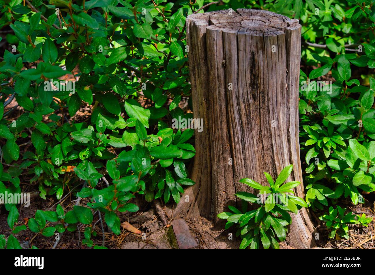 Closeup shot of a tree stump with greenery background in the forest ...