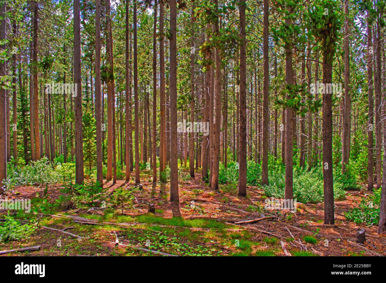 Row of pine trees hi-res stock photography and images - Alamy
