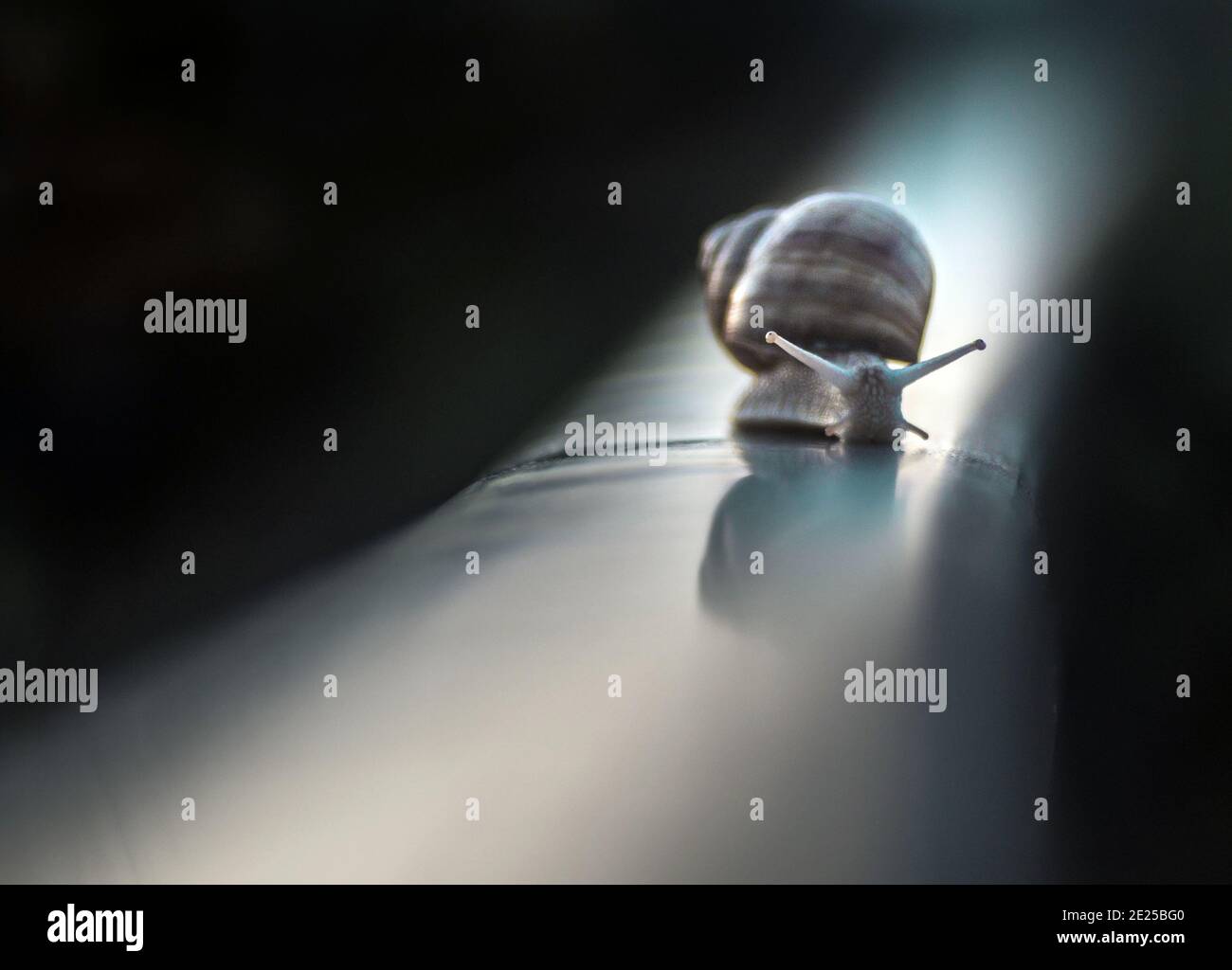 Closeup shot small trail hi-res stock photography and images - Alamy