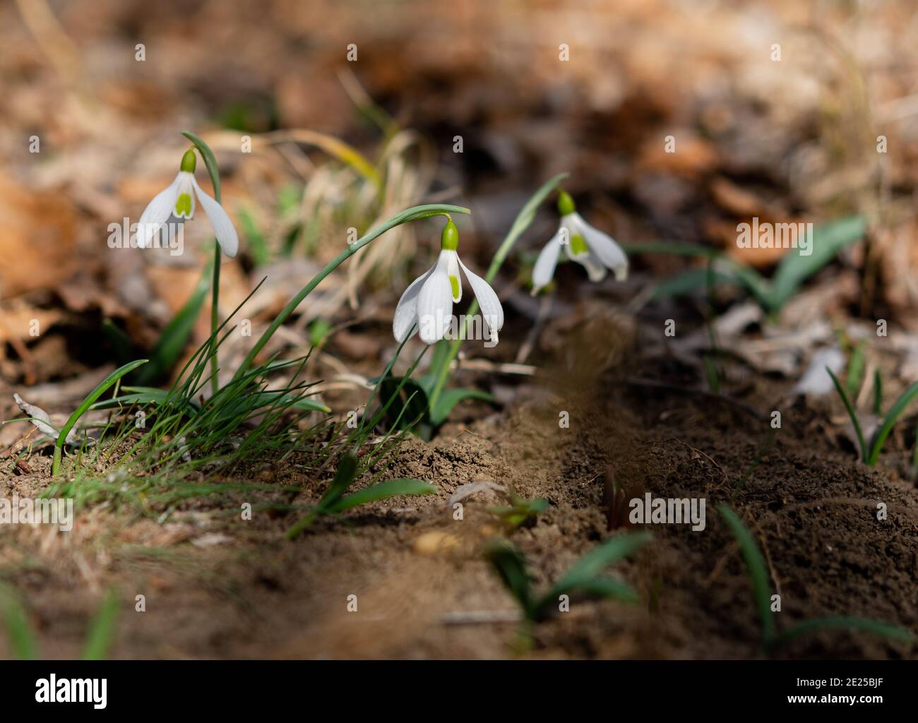 Snowdrop Galanthus nivalis in the forest close-up. Macro photography of ...