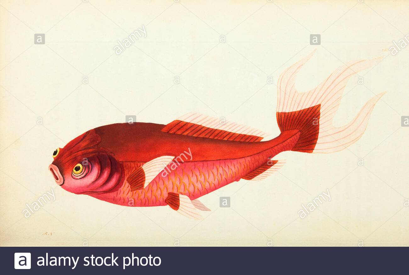 Carp fish illustration drawing engraving hi-res stock photography and ...
