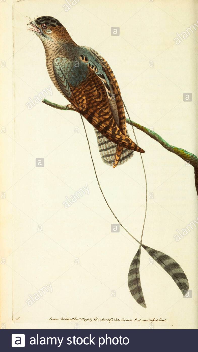 Standard winged nightjars hi-res stock photography and images - Alamy