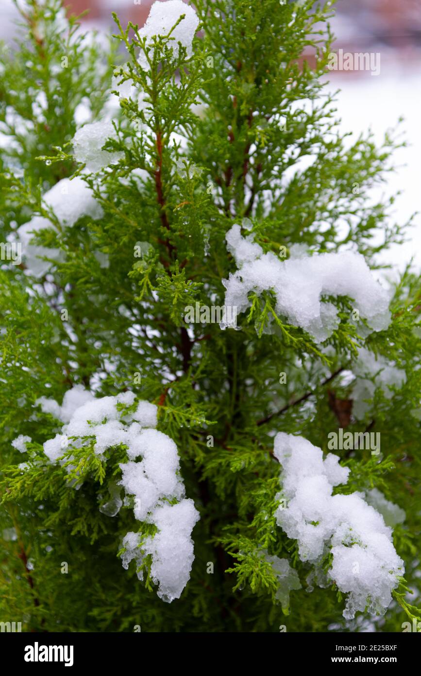 Arborvitae snow hi-res stock photography and images - Alamy