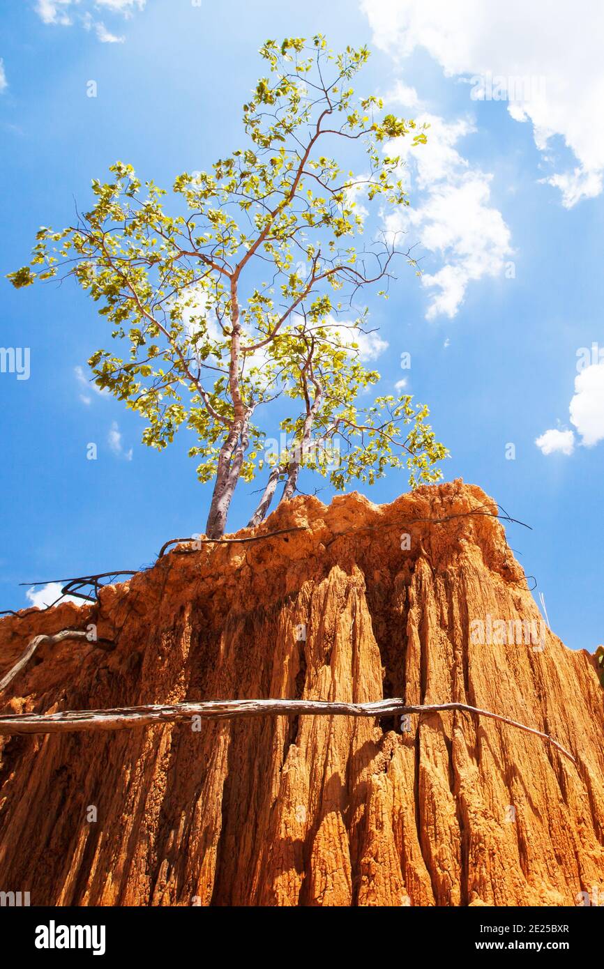 Magical wild tree growing on the sand steep sedimentary in a desert on ...