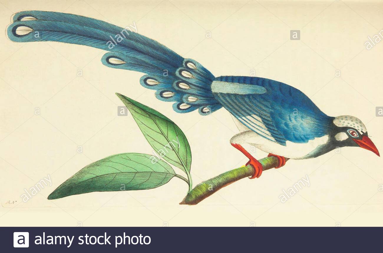 Red-billed Blue Magpie (Urocissa erythrorhyncha), vintage illustration ...